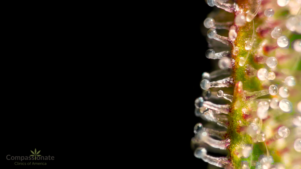 What are Trichomes? Determining Cannabis Quality