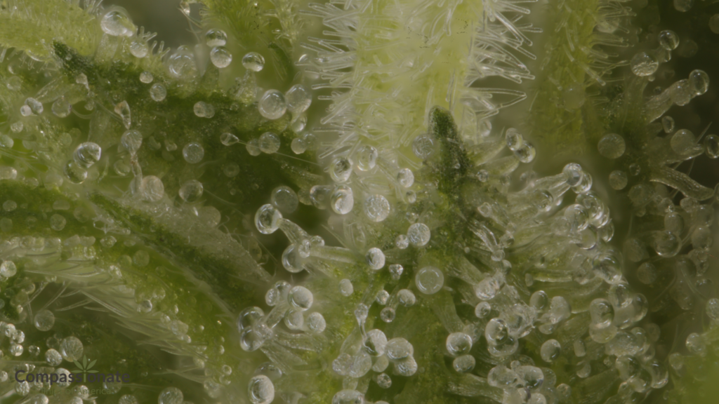 What are Trichomes? Determining Cannabis Quality