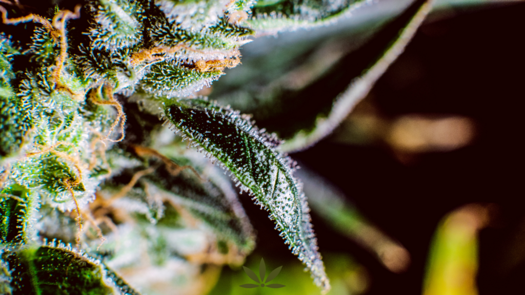 CBG Shows 5 Surprising Medical Benefits - Compassionate Clinics of America