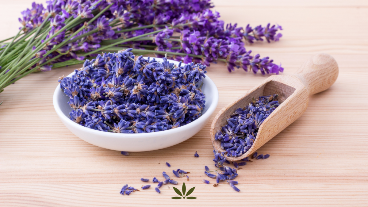 Linalool Can Do THAT? 6 Powerful Benefits of Linalool - Compassionate ...