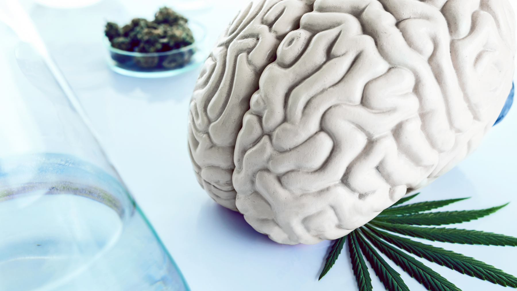 The Relationship Between Cannabis and Mental Health