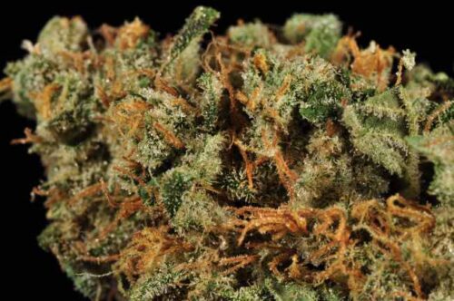 Rediscovering Roots: Profile on Landrace Cannabis Strains